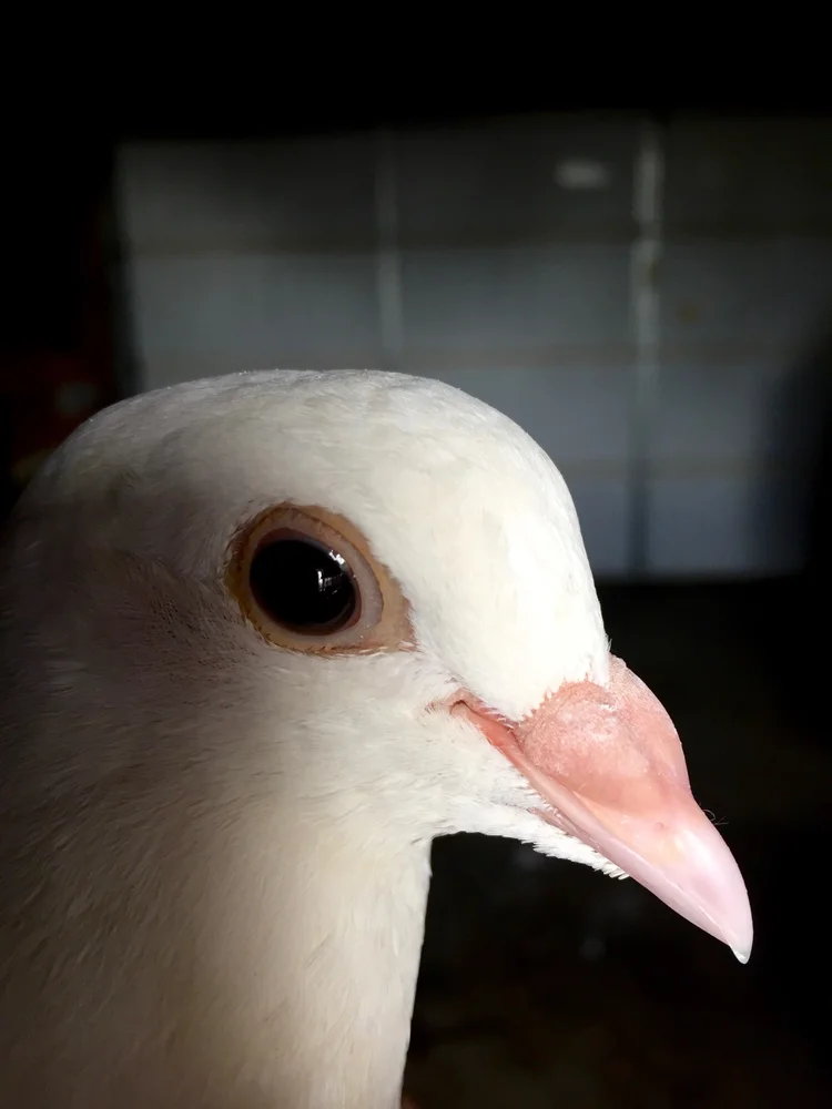 Meet Our New Animal Ambassador - The Face of Cruel Dove Releases — Province