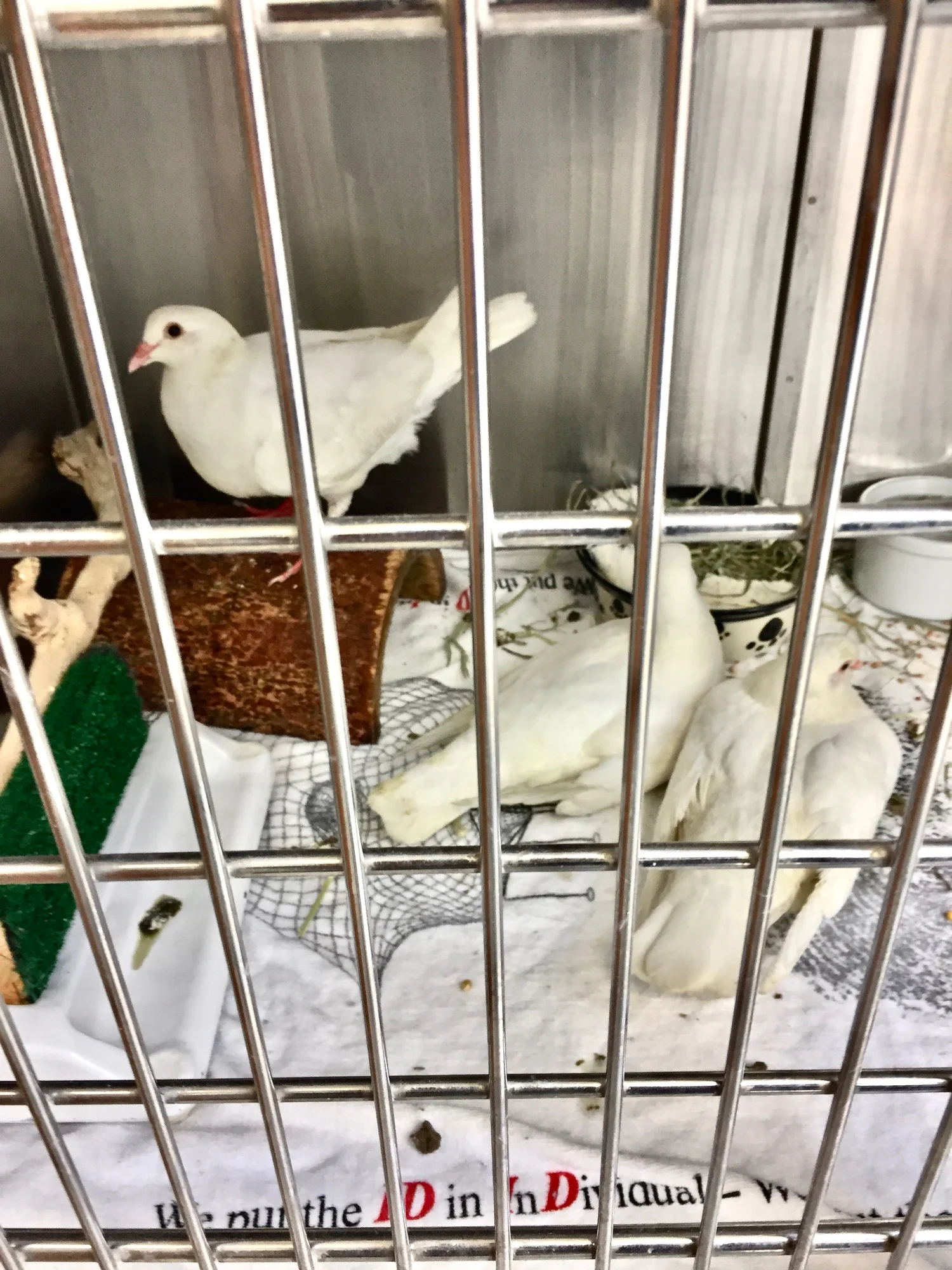Meet Our New Animal Ambassador - The Face of Cruel Dove Releases — Province