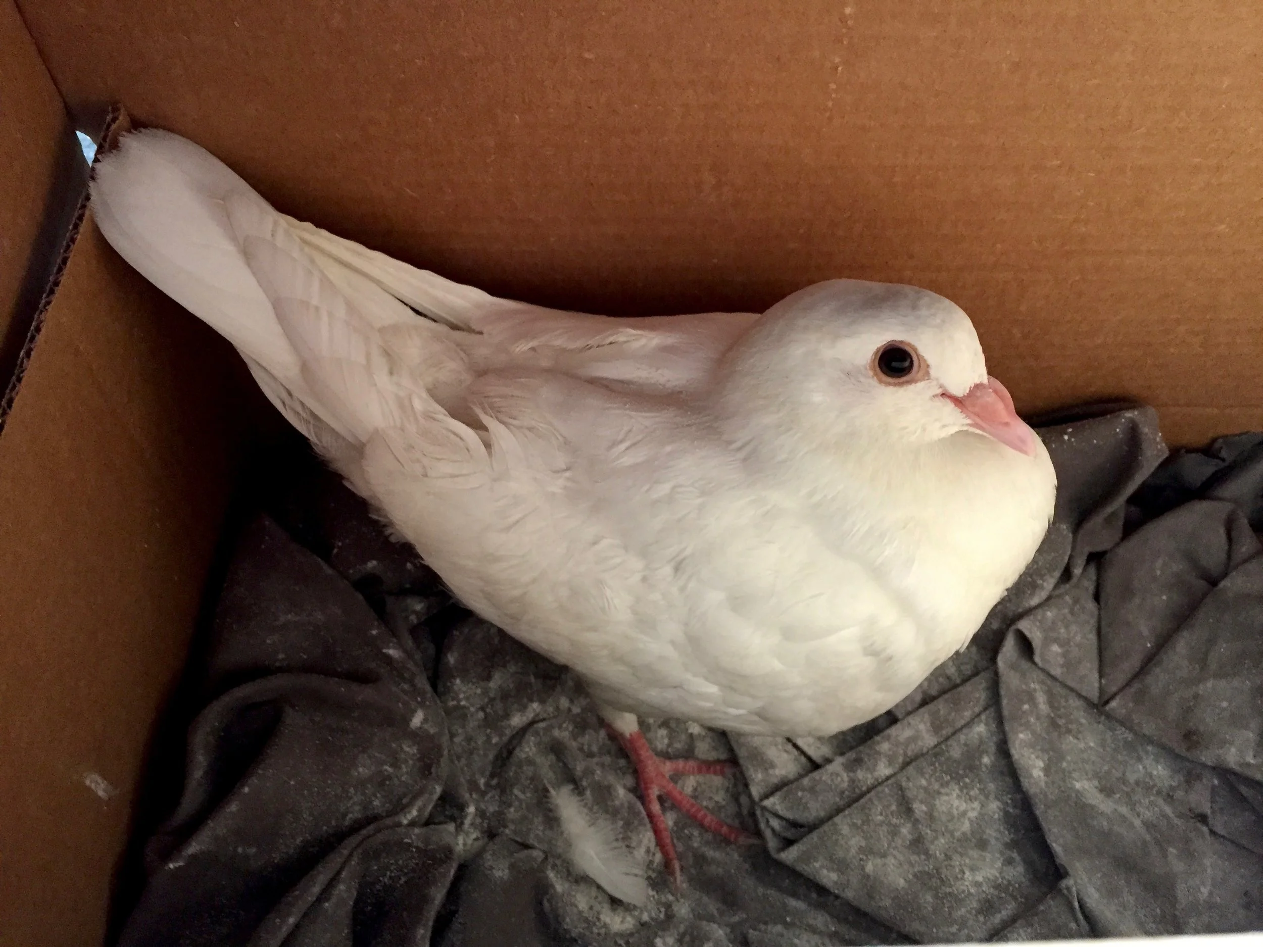 Meet Our New Animal Ambassador - The Face of Cruel Dove Releases — Province