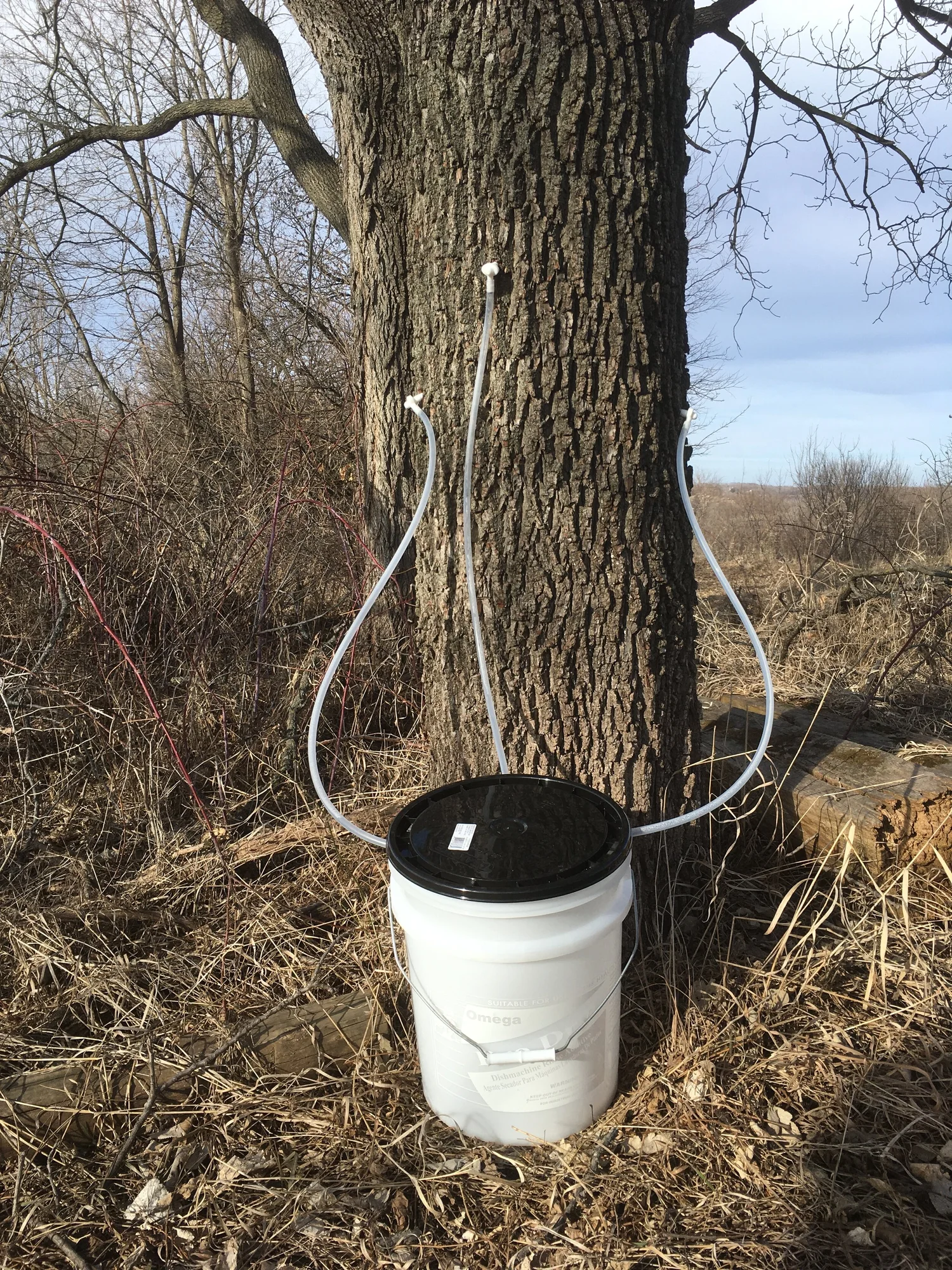 Harvesting Sap: A Primer to Tapping Trees for Syrup Making