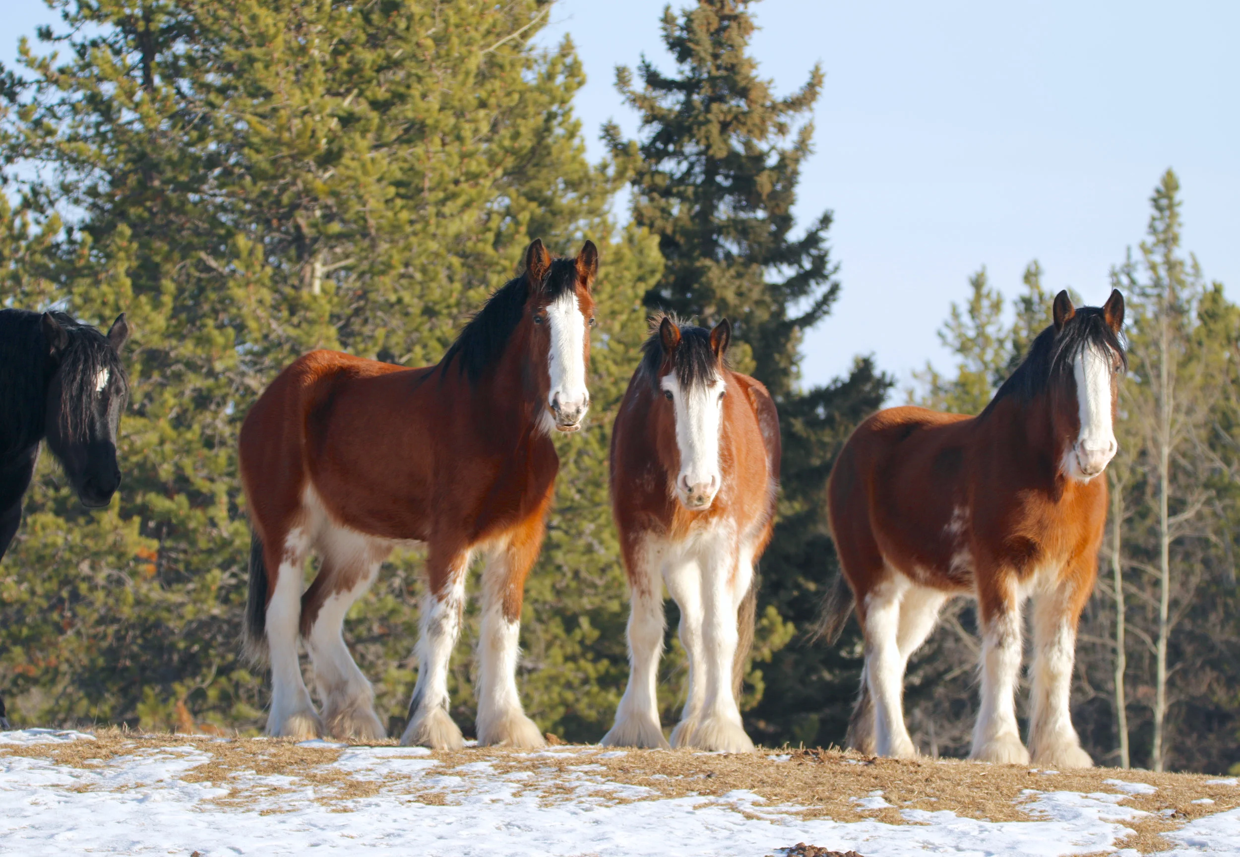 Donate — Free Spirit Sanctuary