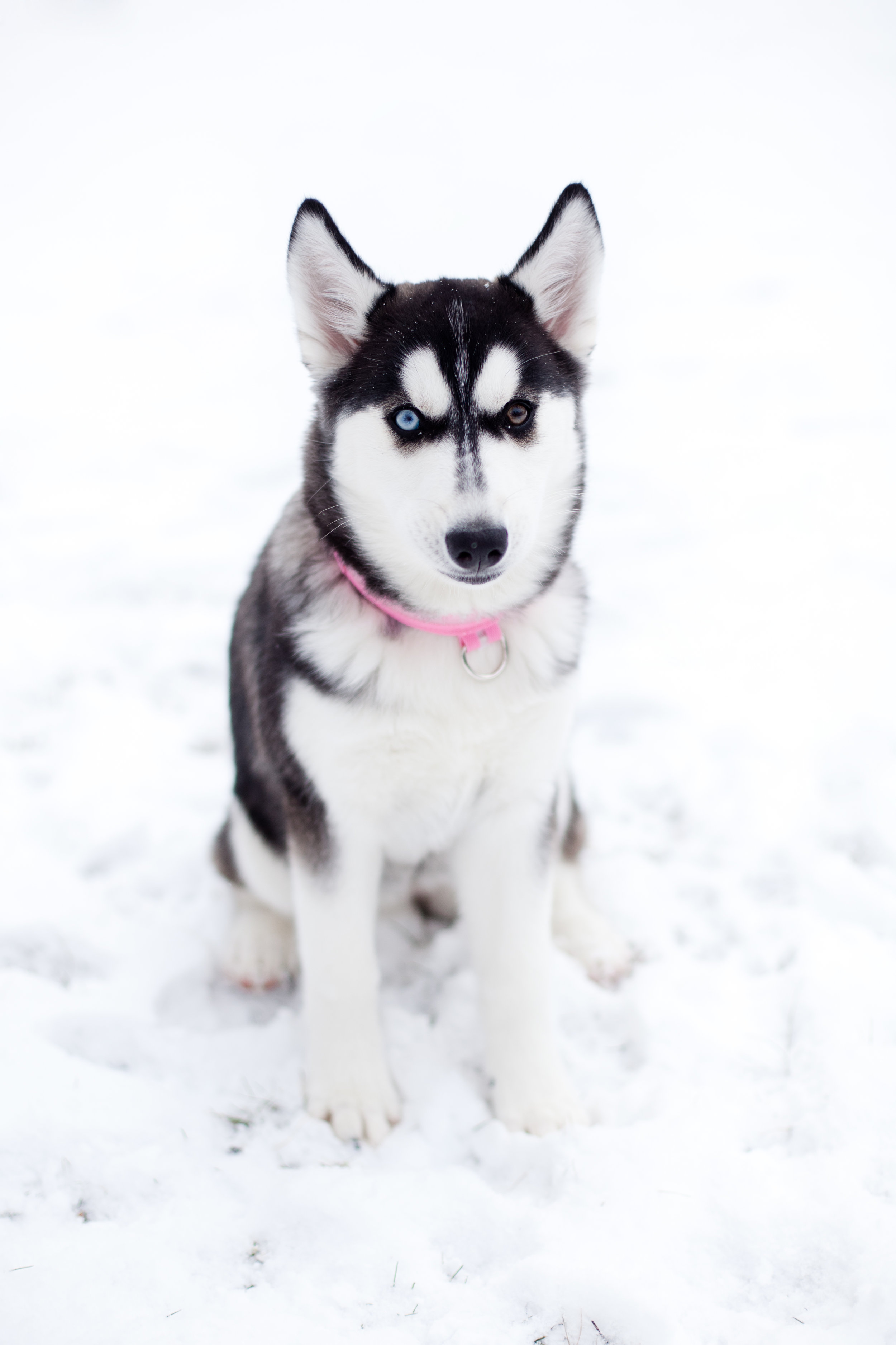 What Is A Alaskan Husky Natural Habitat