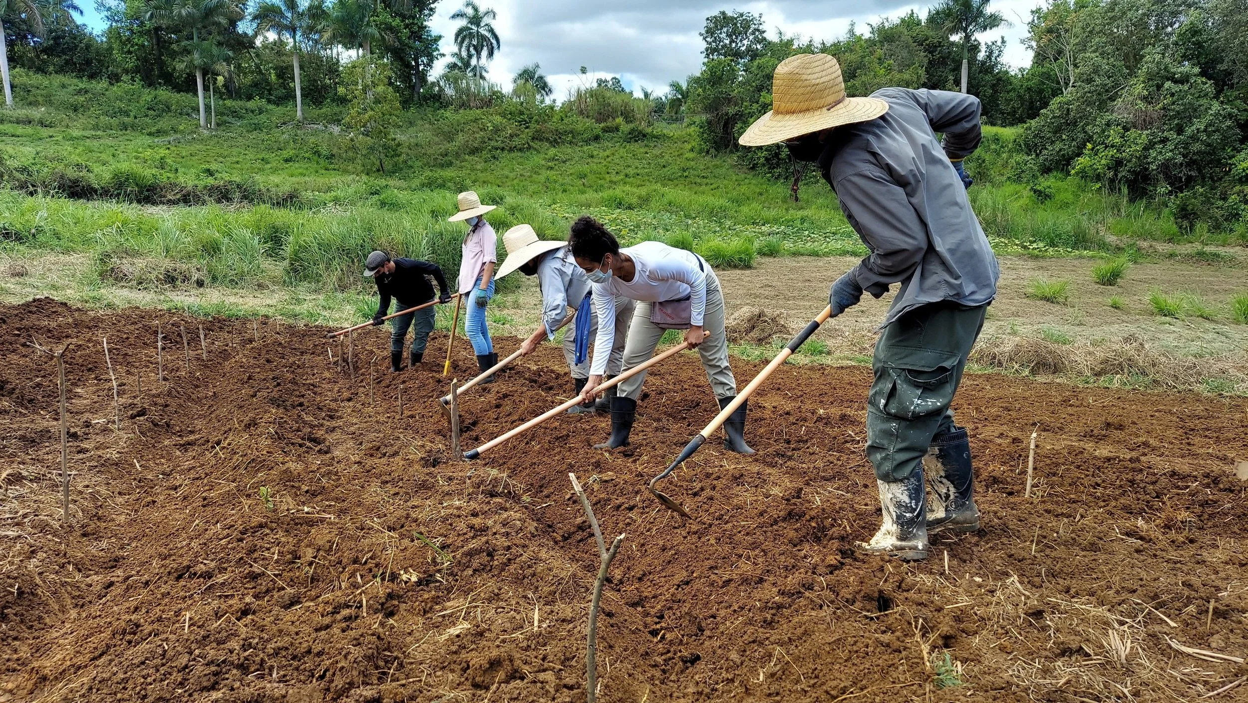Afilan La Azada La Pala Y El Machete Por Una Agricultura Agroecológica