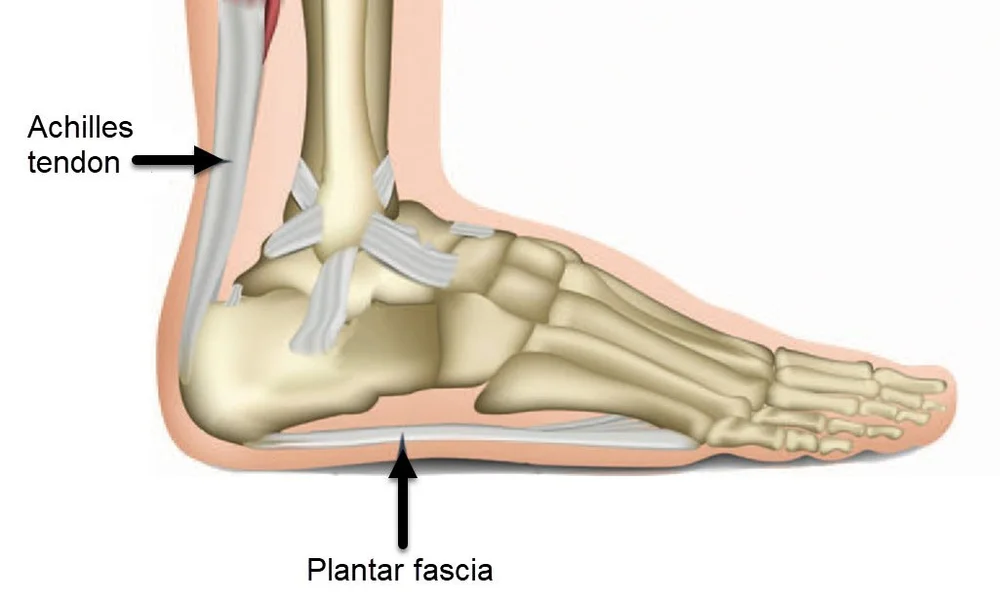 Structure and Function of the Plantar Fascia — Esperance Podiatry
