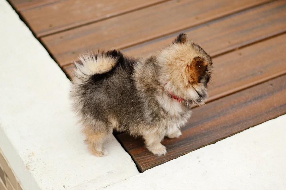 BABY BJORN! — TKO PAINTINGS