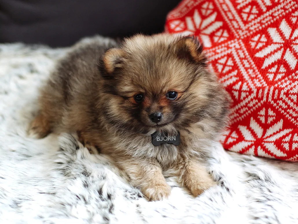 BABY BJORN! — TKO PAINTINGS