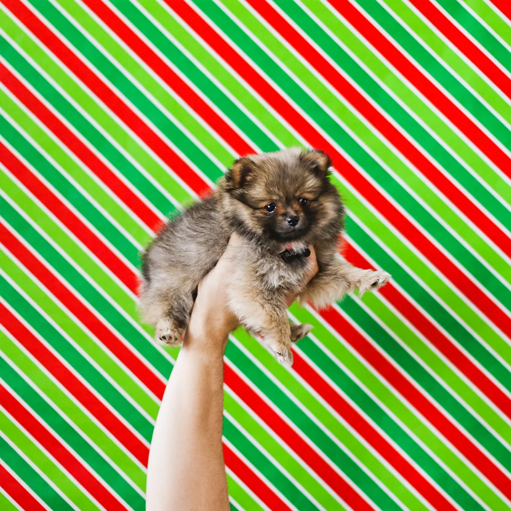 BABY BJORN! — TKO PAINTINGS