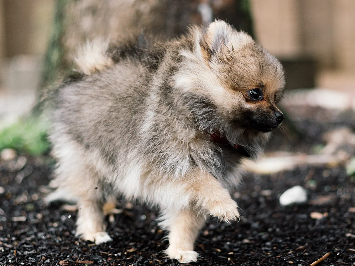 BABY BJORN! — TKO PAINTINGS