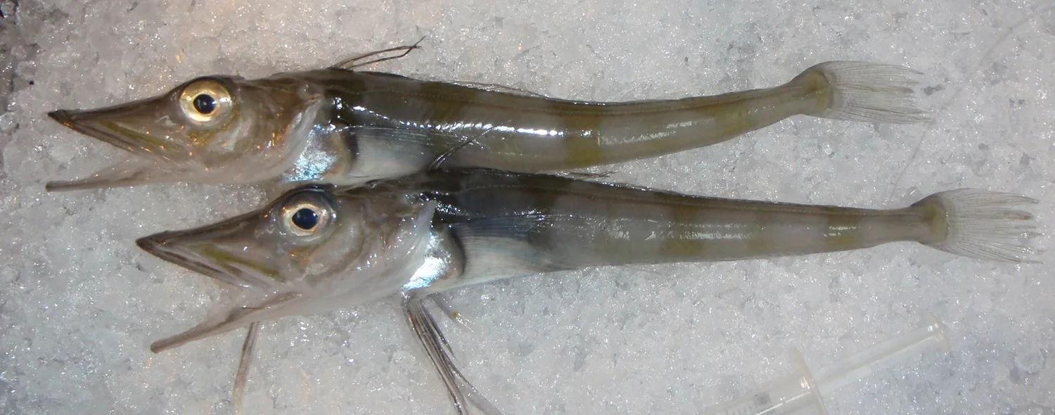 Antarctic Ice Fish