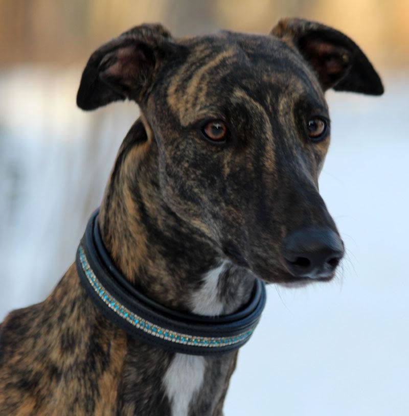 Stampede Equestrian — Dog Collars