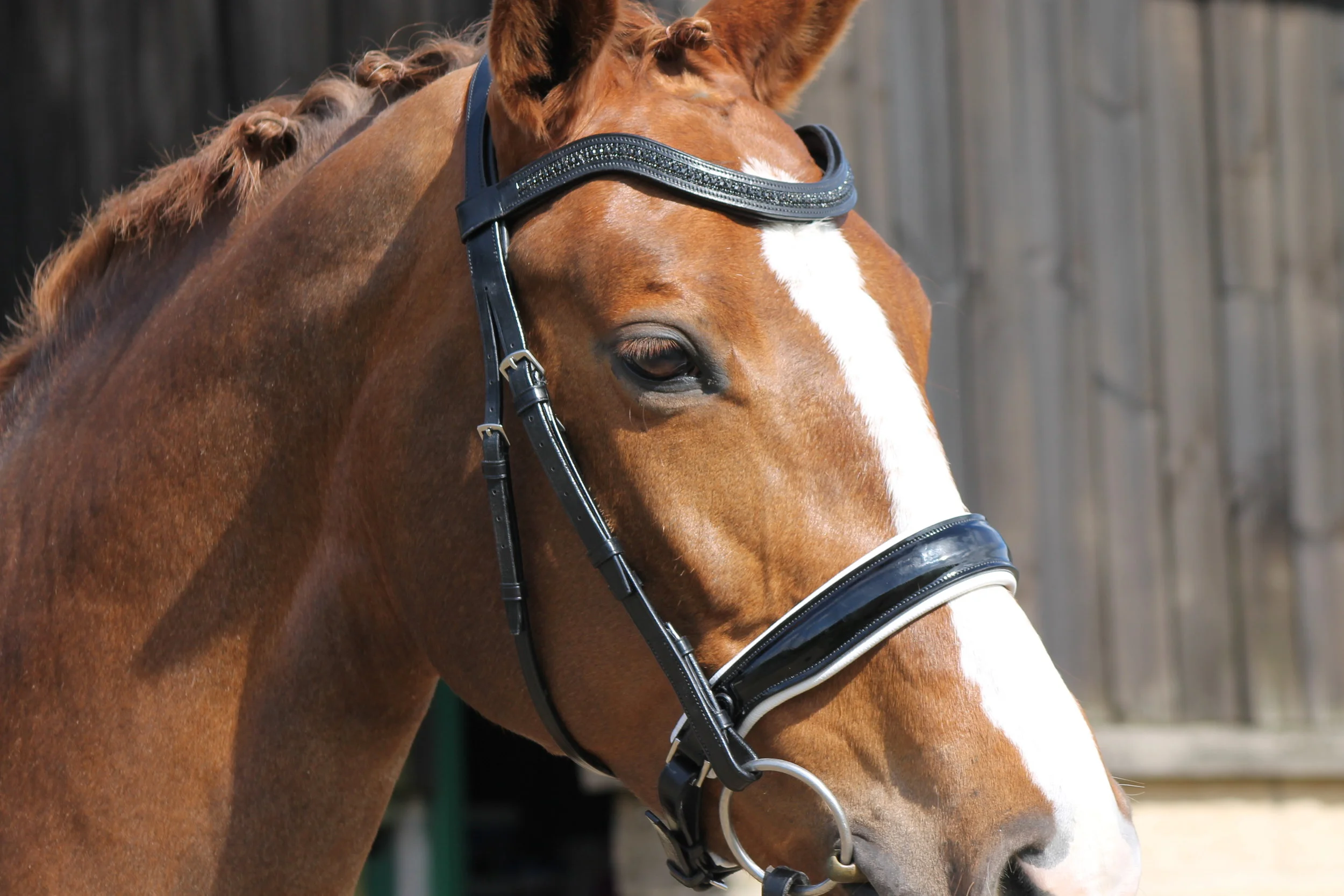 Stampede Equestrian — Stampede Equestrian English leather anatomical ...