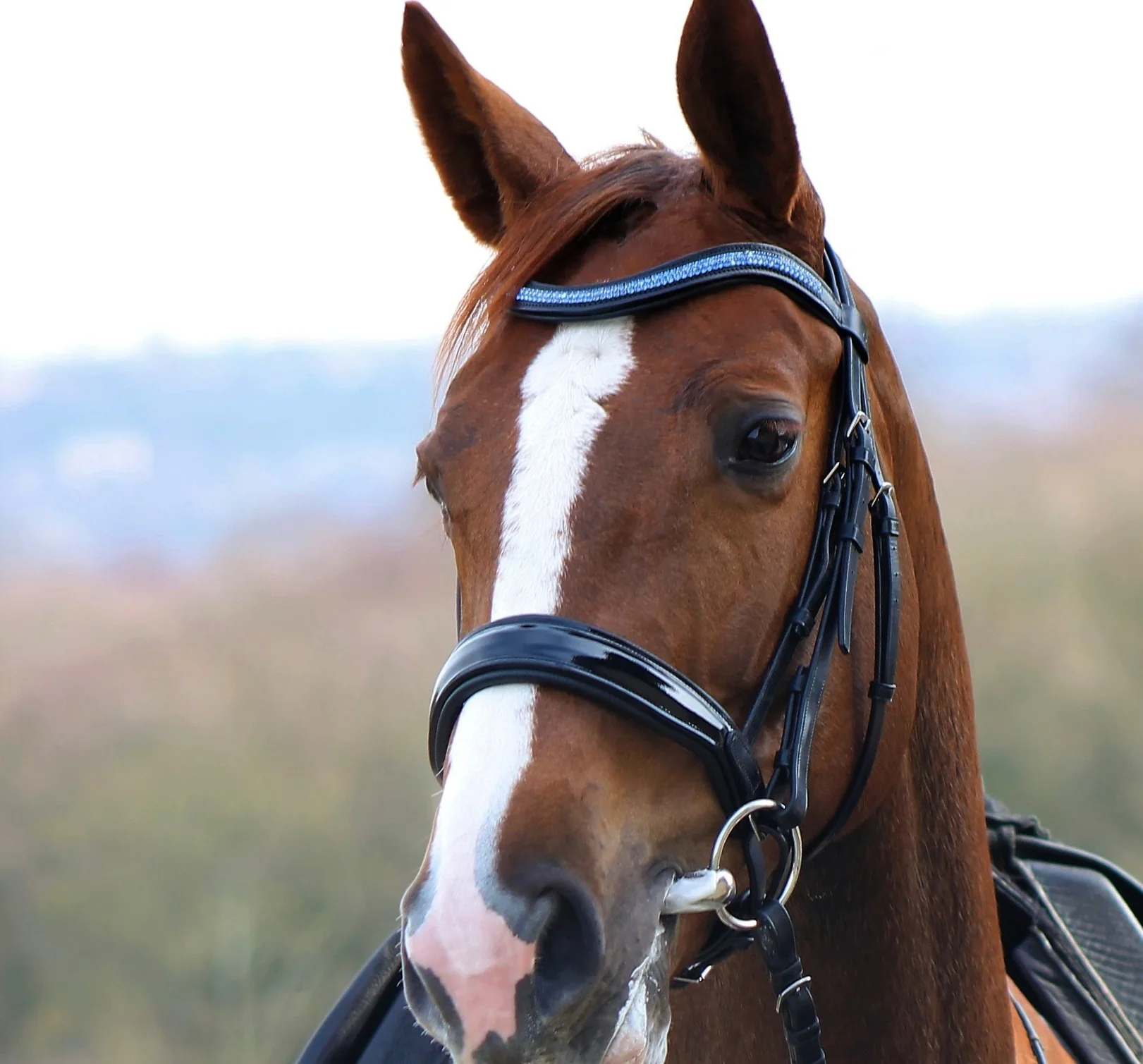Stampede Equestrian — Browbands