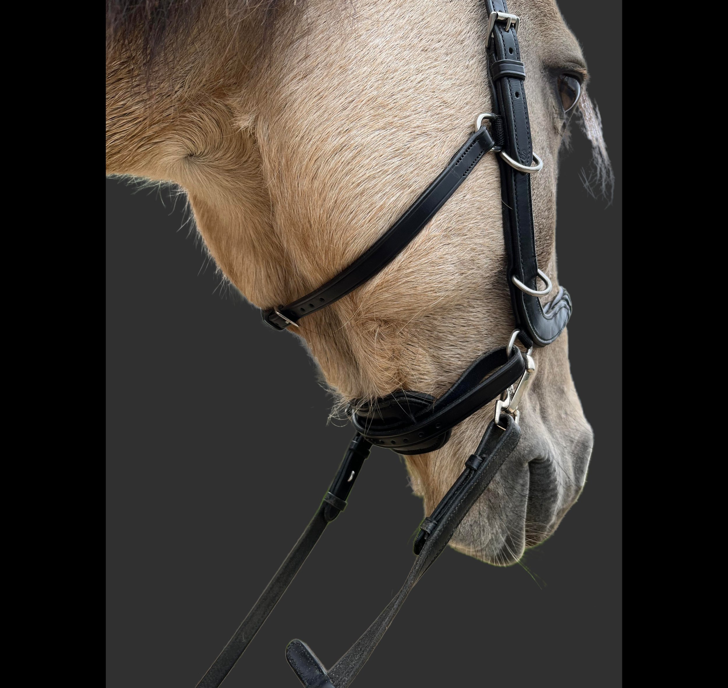 Stampede Equestrian — Stampede Equestrian English leather anatomical ...