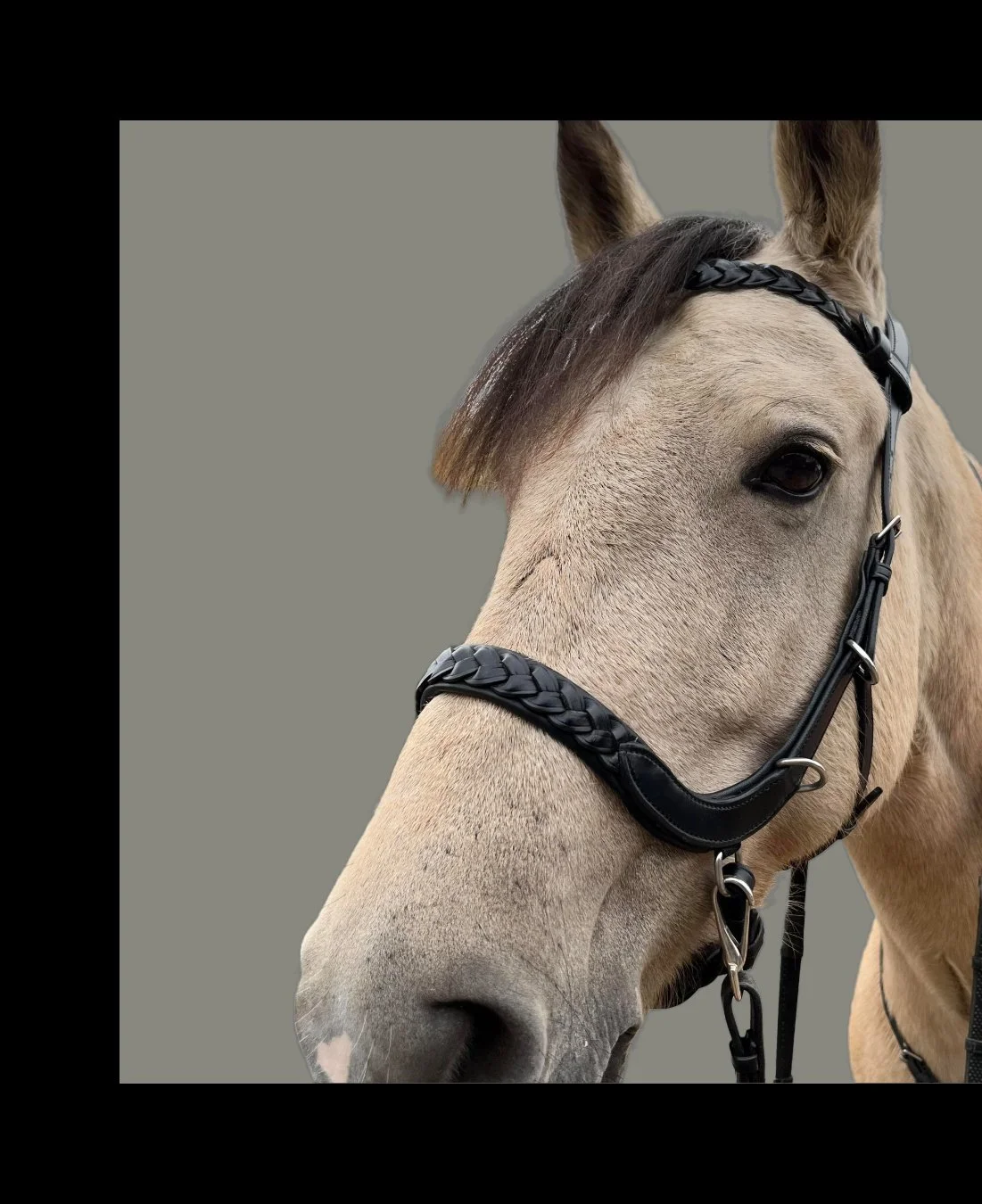 Stampede Equestrian — Stampede Equestrian English leather anatomical ...