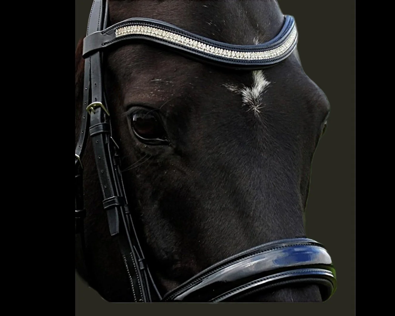 Stampede Equestrian — Stampede Equestrian English leather anatomical ...