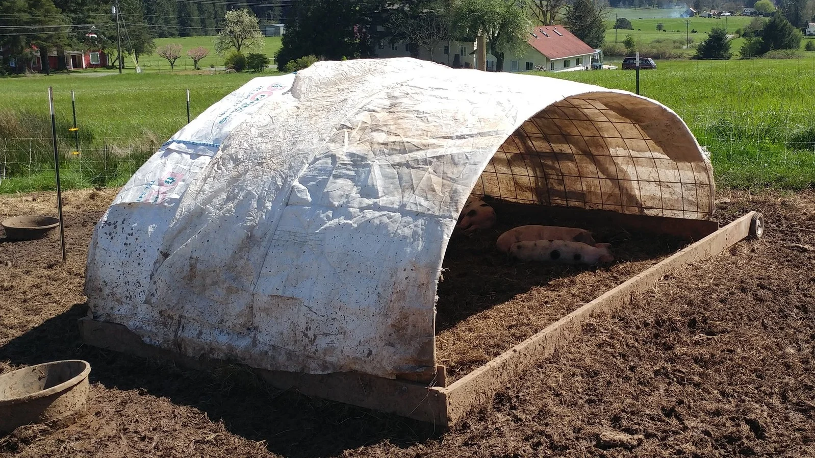 Portable Pig Shelter Plans