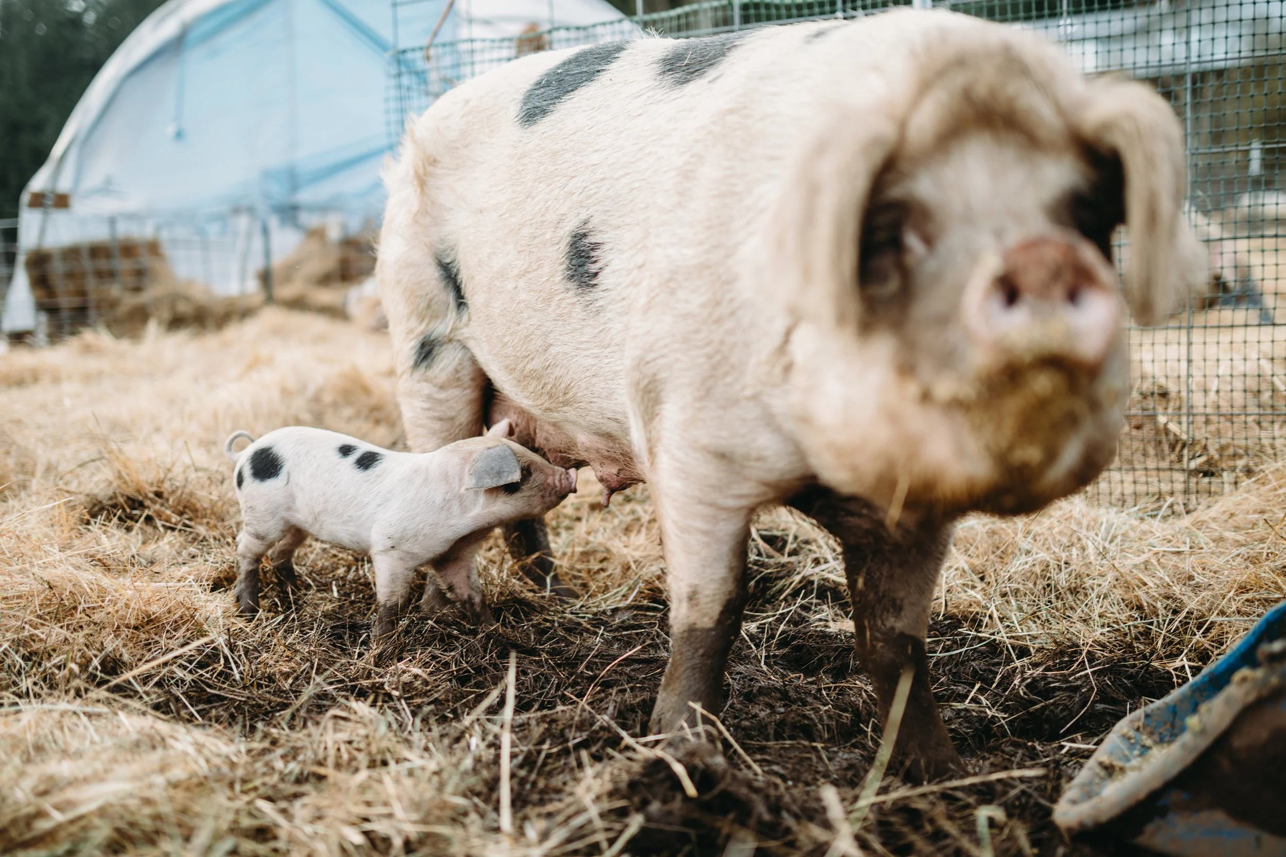Adorable Piglet