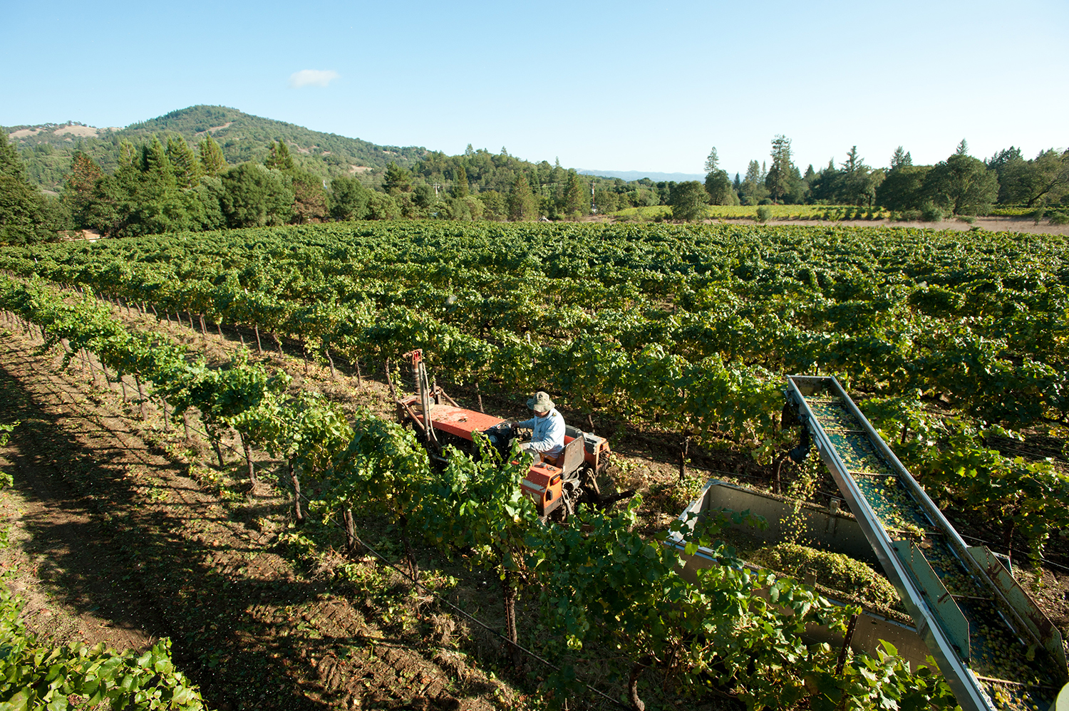 VAULT29 | Discovering Hidden Gem WinesBlogFrey Vineyards