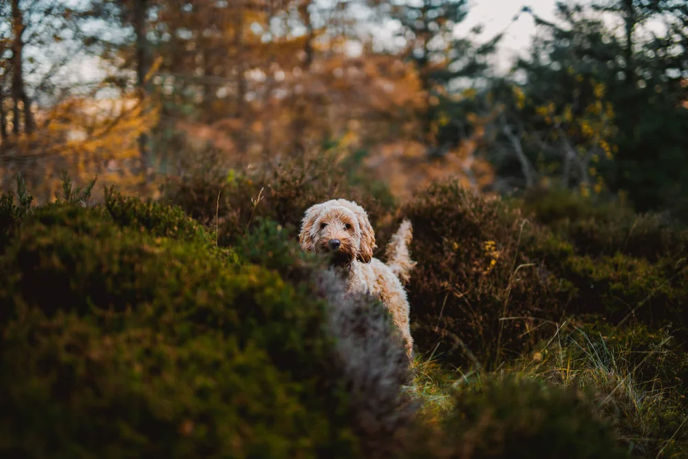 Warm Scarves and an Autumn Adventure — Collingwood-Norris