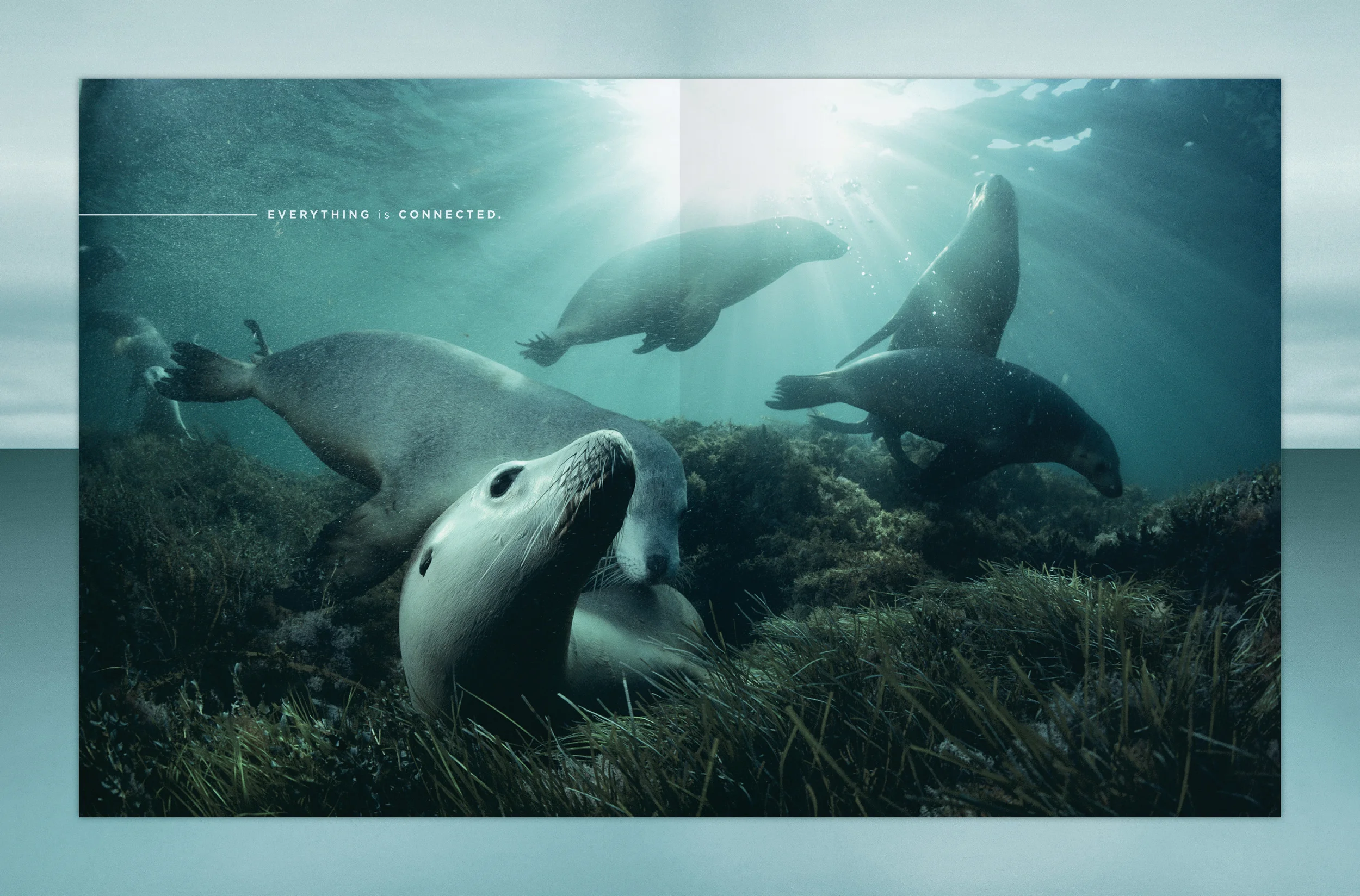 Oceana — Raphael Geroni