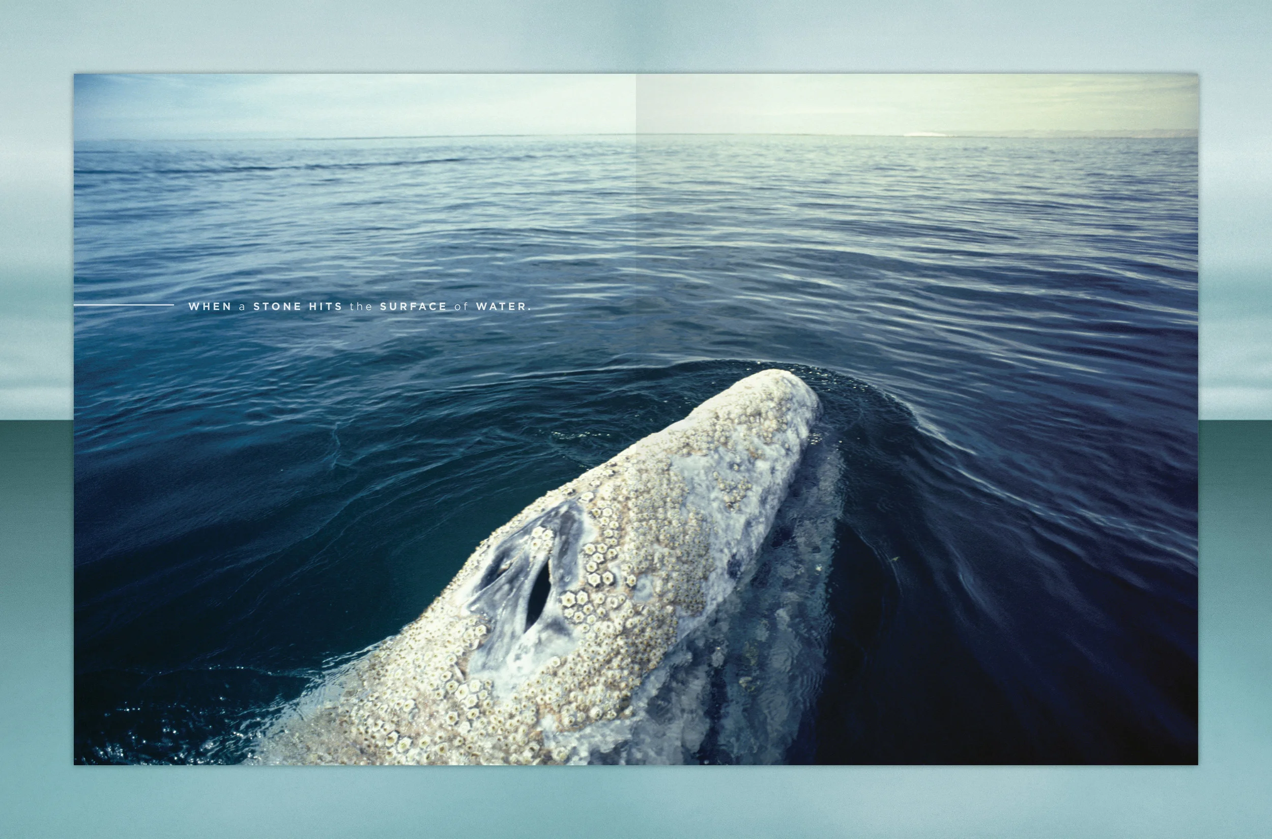 Oceana — Raphael Geroni