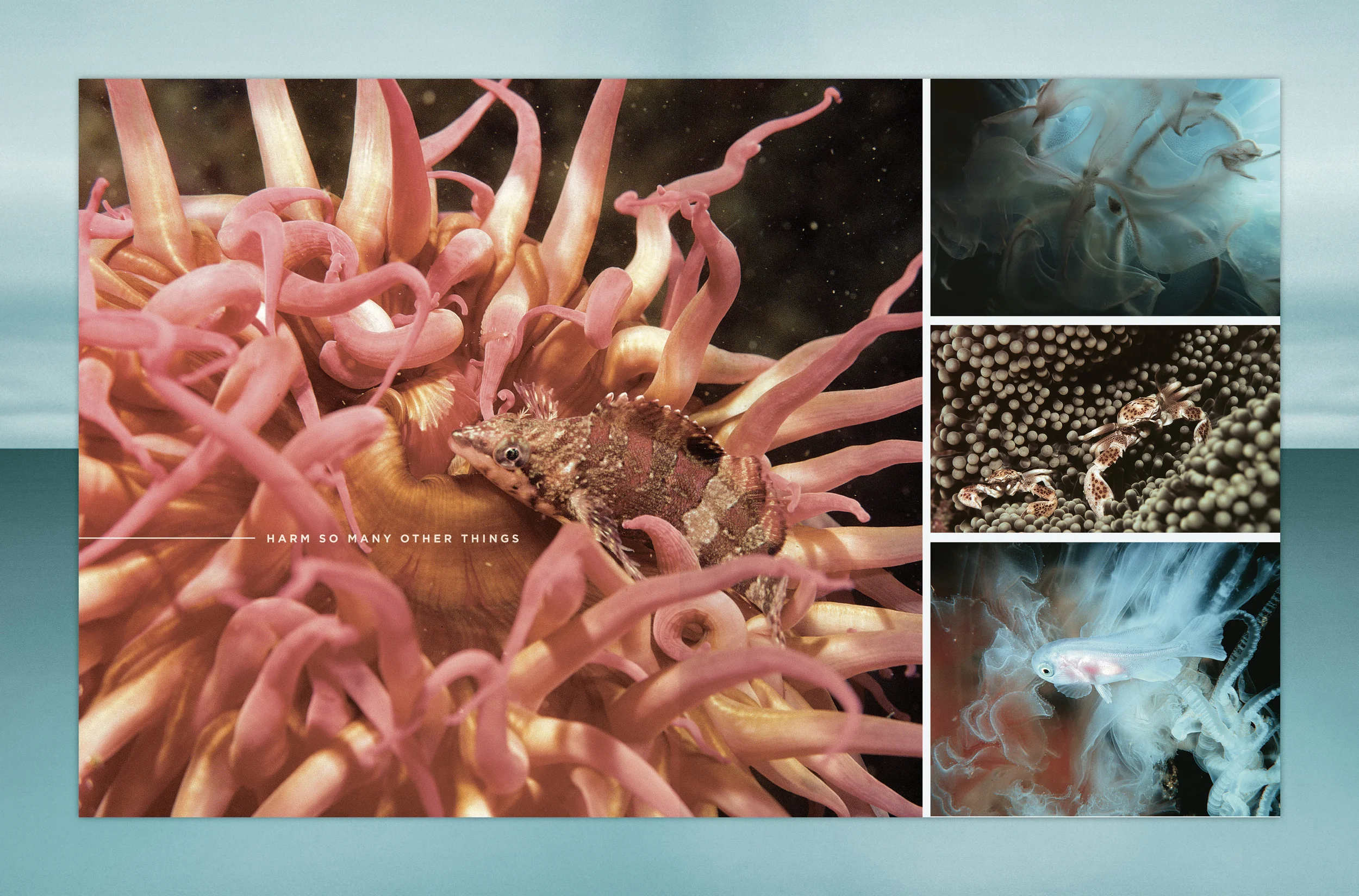 Oceana — Raphael Geroni