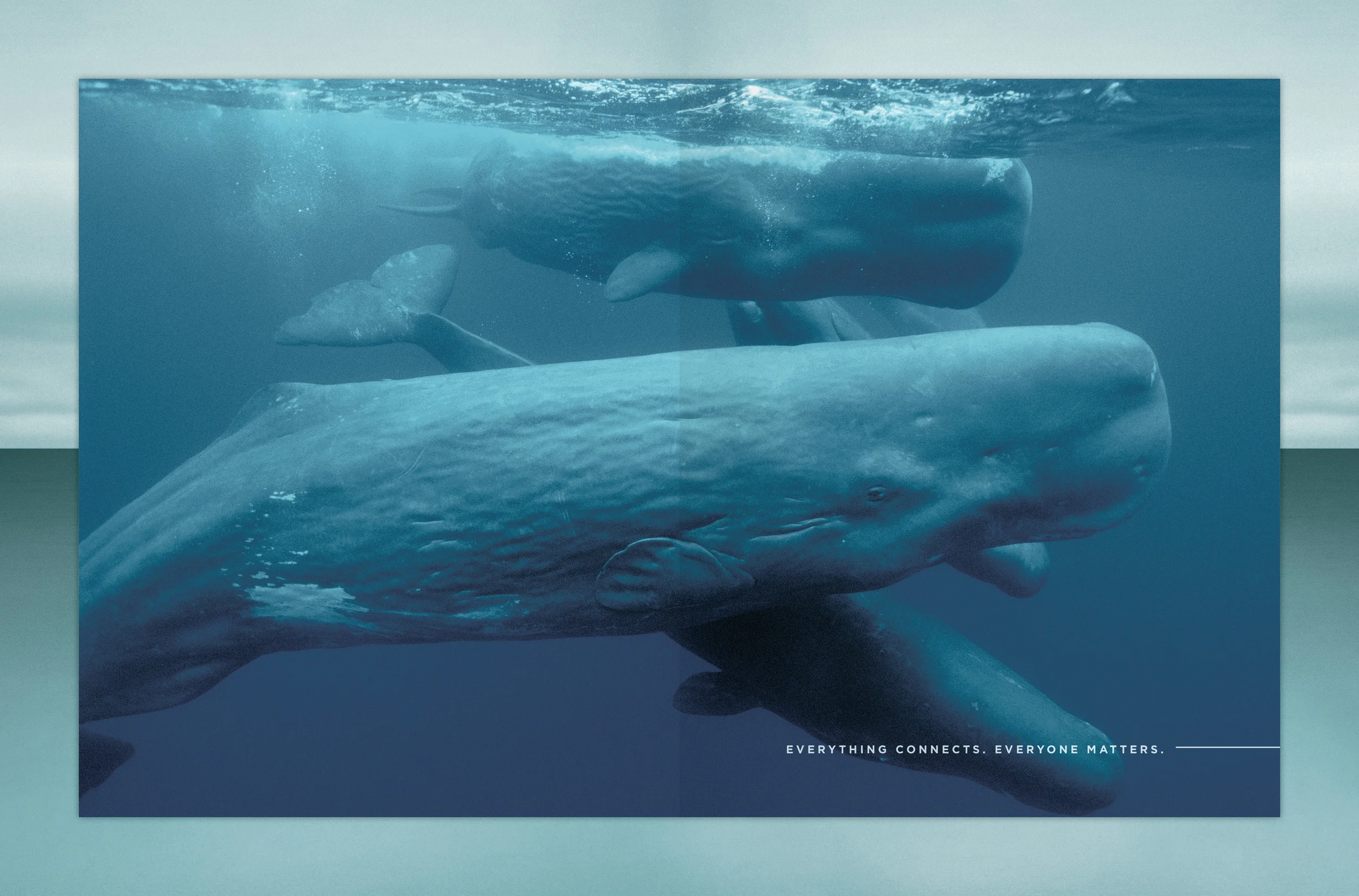 Oceana — Raphael Geroni