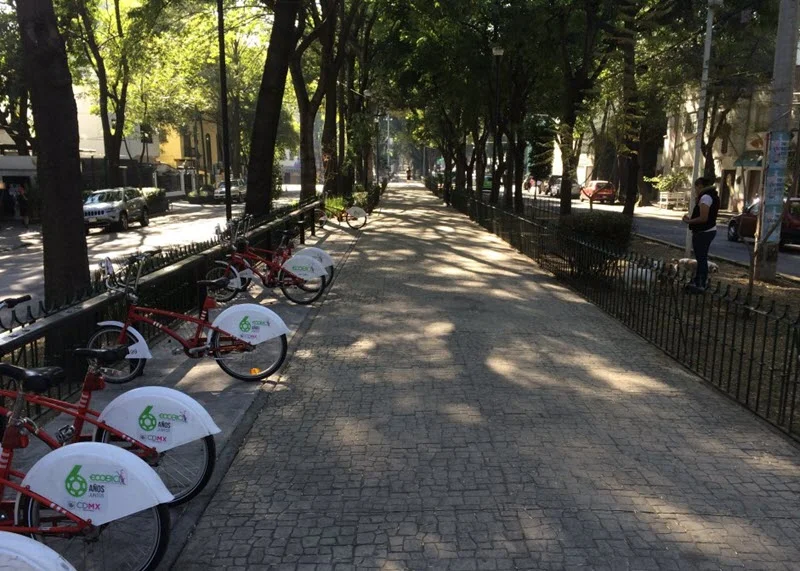 The Magic of Tree-Lined Streets