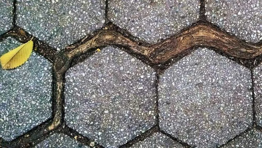 6 Ways To Fix Sidewalks Without Losing Urban Trees