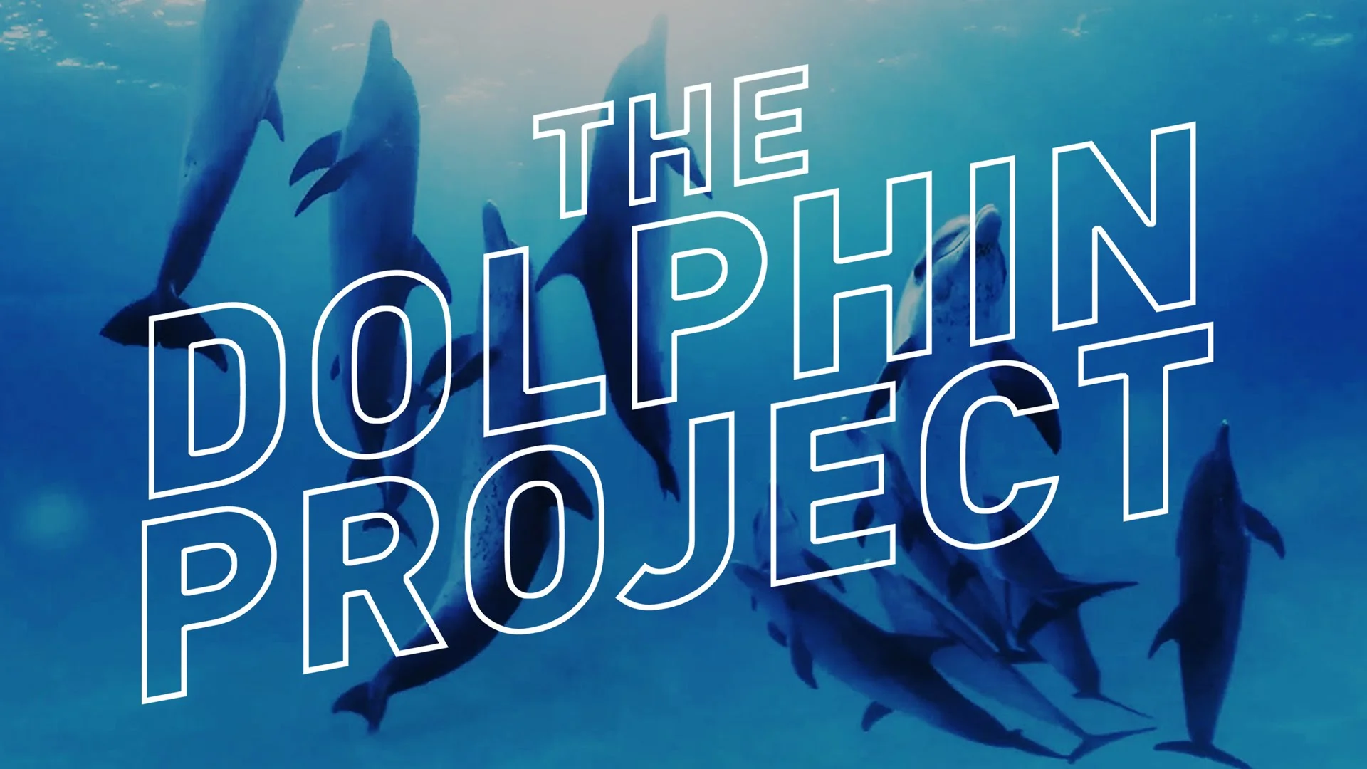 Dolphin Project — Tyson Sadler