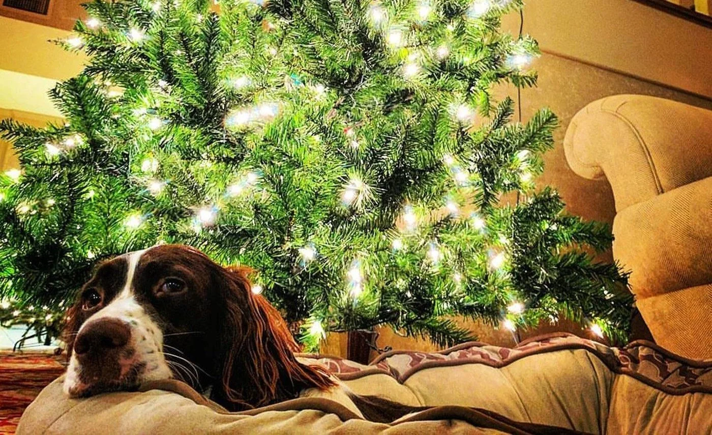 12th Annual Holiday Trees Celebration — Skookum Kids | Foster Care and ...