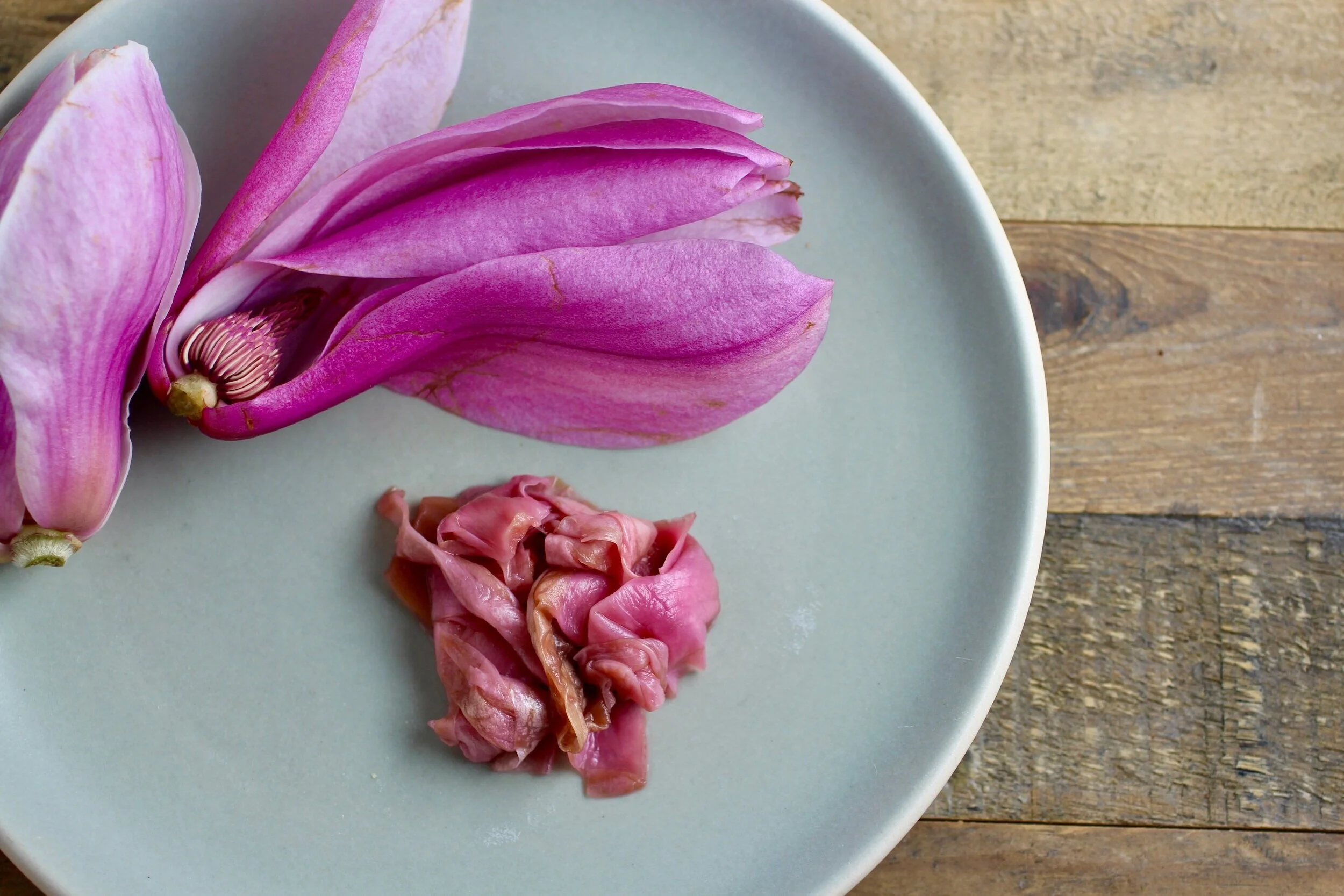 Pickled Magnolia Blossoms — Rooted Food