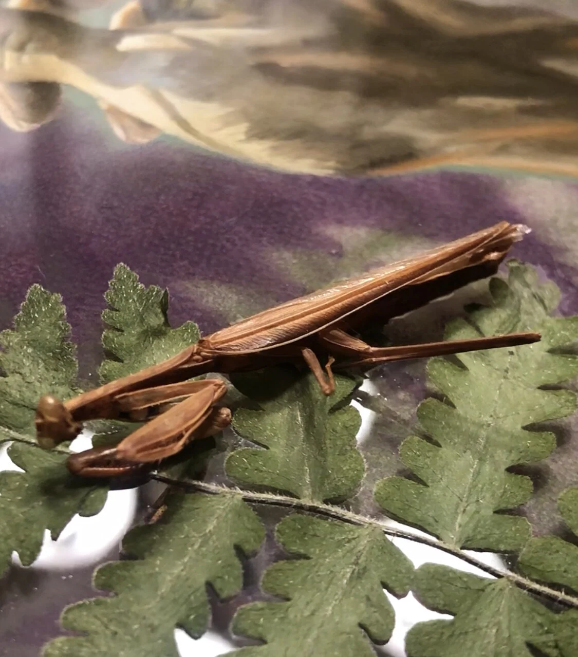 3D Oil Painting Demo :: Orange Daggers — Caleigh Bird Art