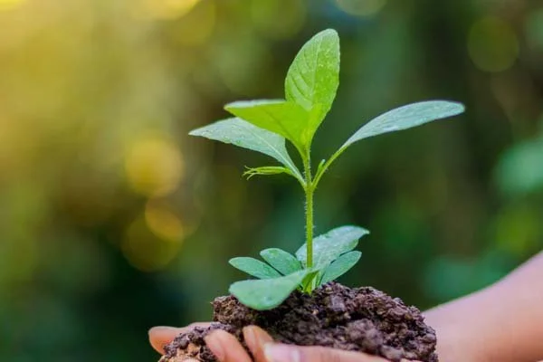 Planet Rice: Building A Brand For Greater Impact In The Agriculture ...