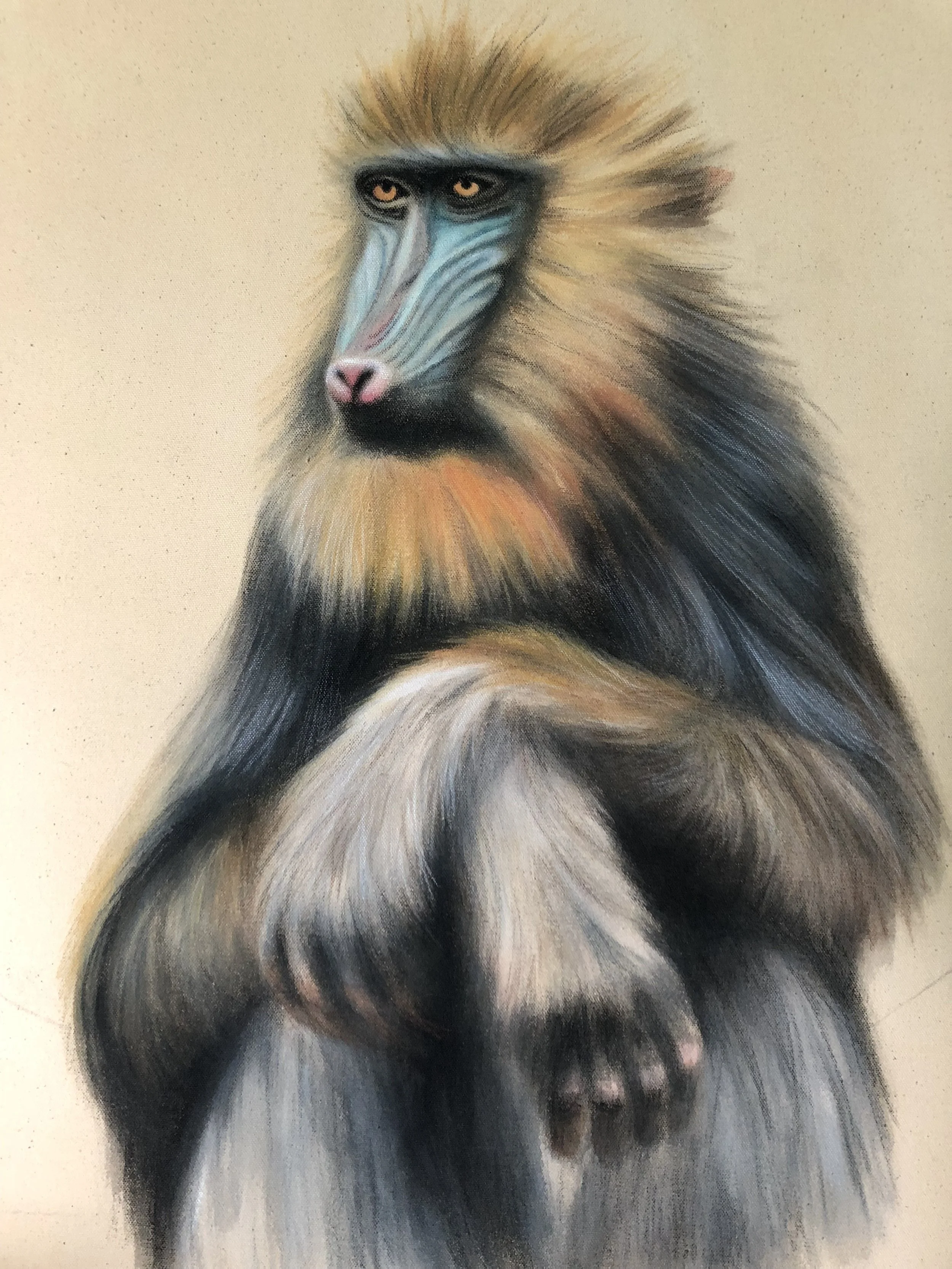 Mandrill Baboon Drawing