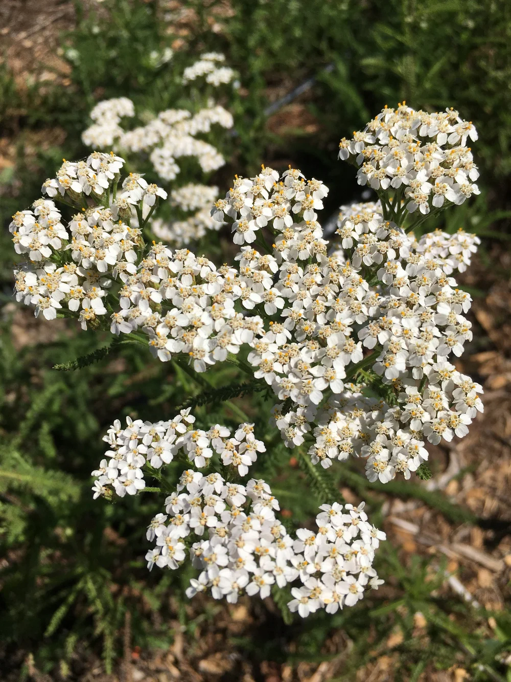 Yarrow Plant Tea