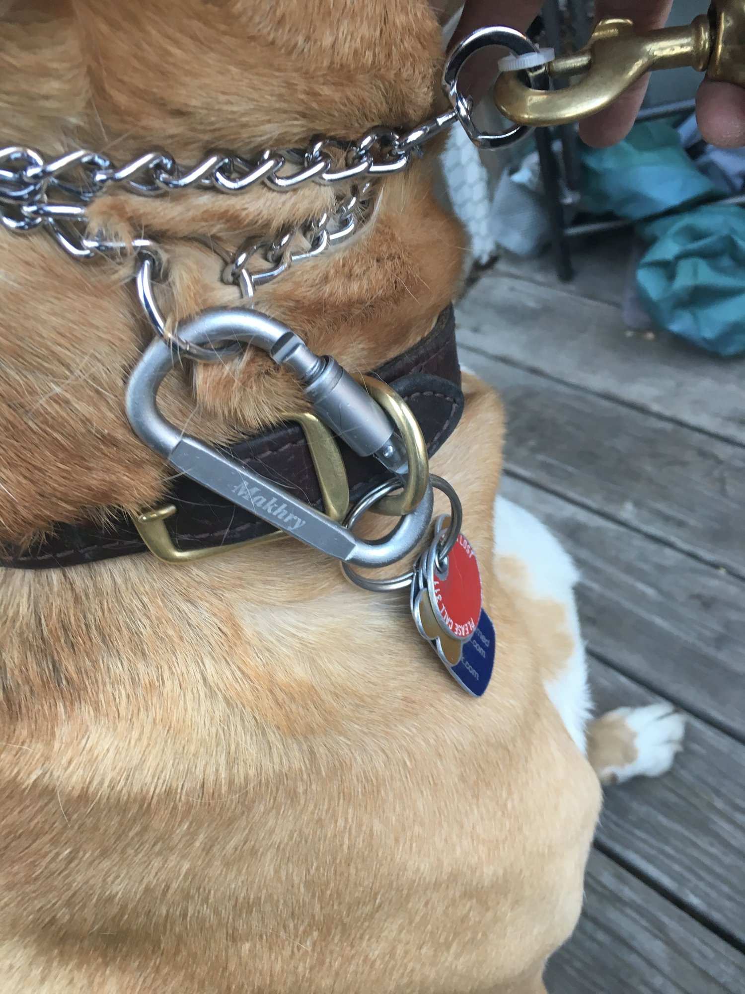 Back That Collar Up — Canine Cohen Dog Training