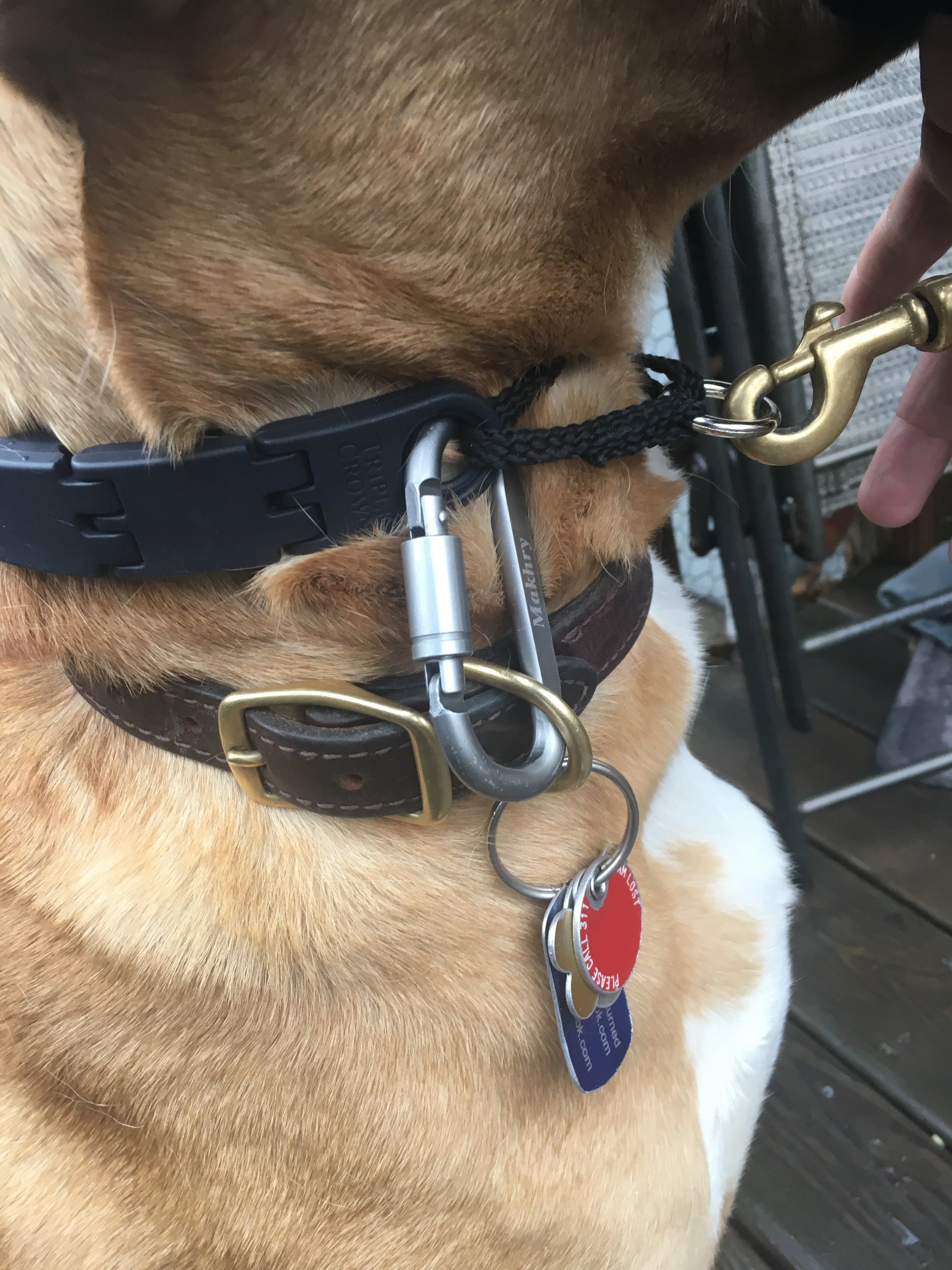 Back That Collar Up — Canine Cohen Dog Training