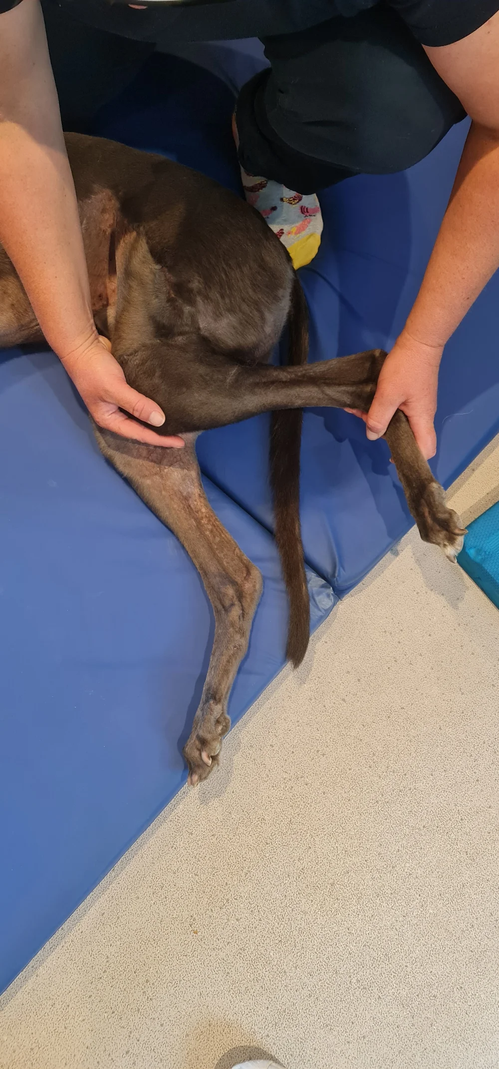 Cambridge Veterinary Physiotherapy