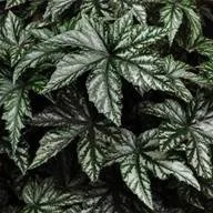 WenkeSunbelt Young Plants