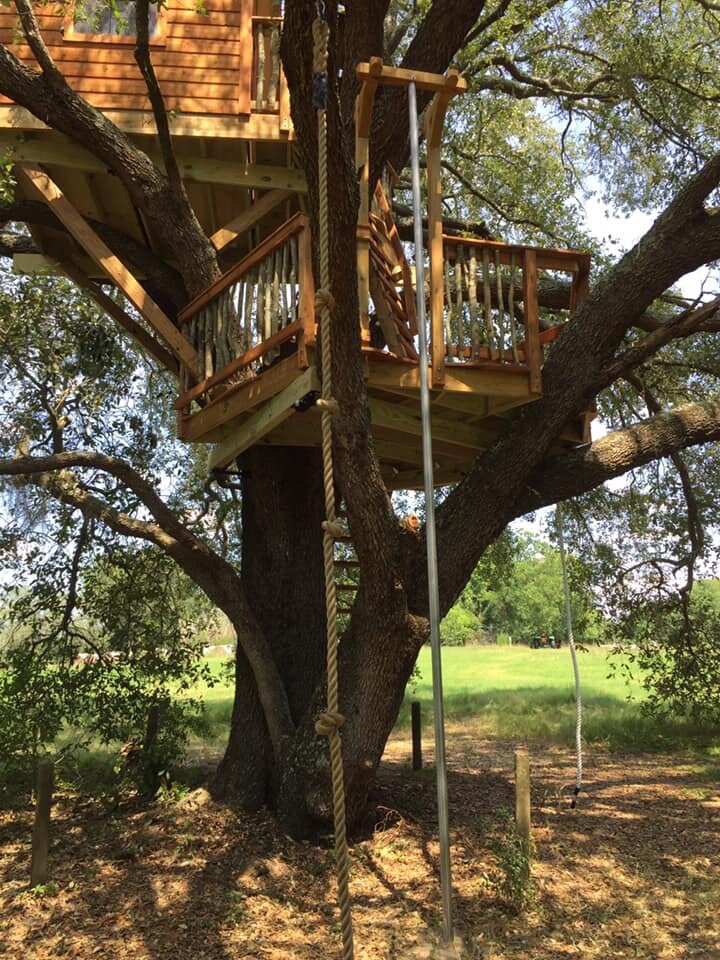 Live Oak Tree — Treehouse Experts LLC
