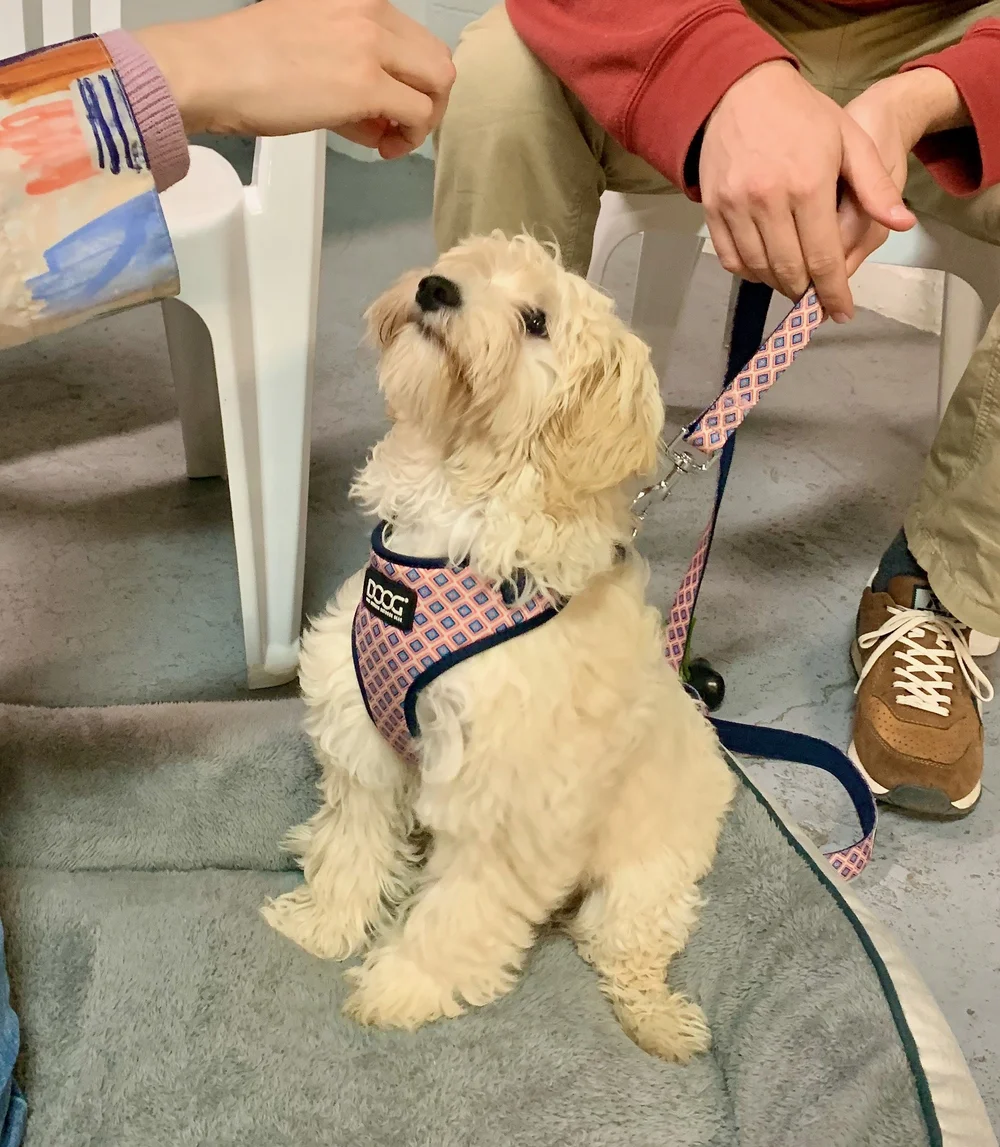 Puppy classes — Happy Tails Dog Training