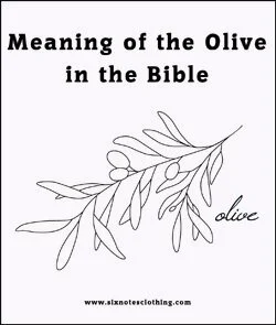 Meaning of Olive in the BIble - What is the significance of the Olive ...