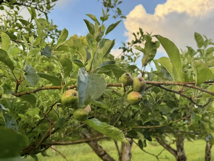 Obstbaum Orchard