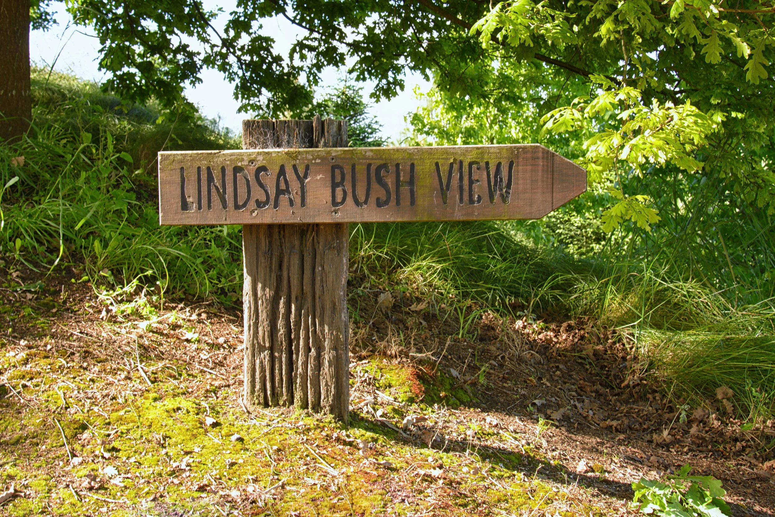 Lindsay Bush View — Forest of Memories