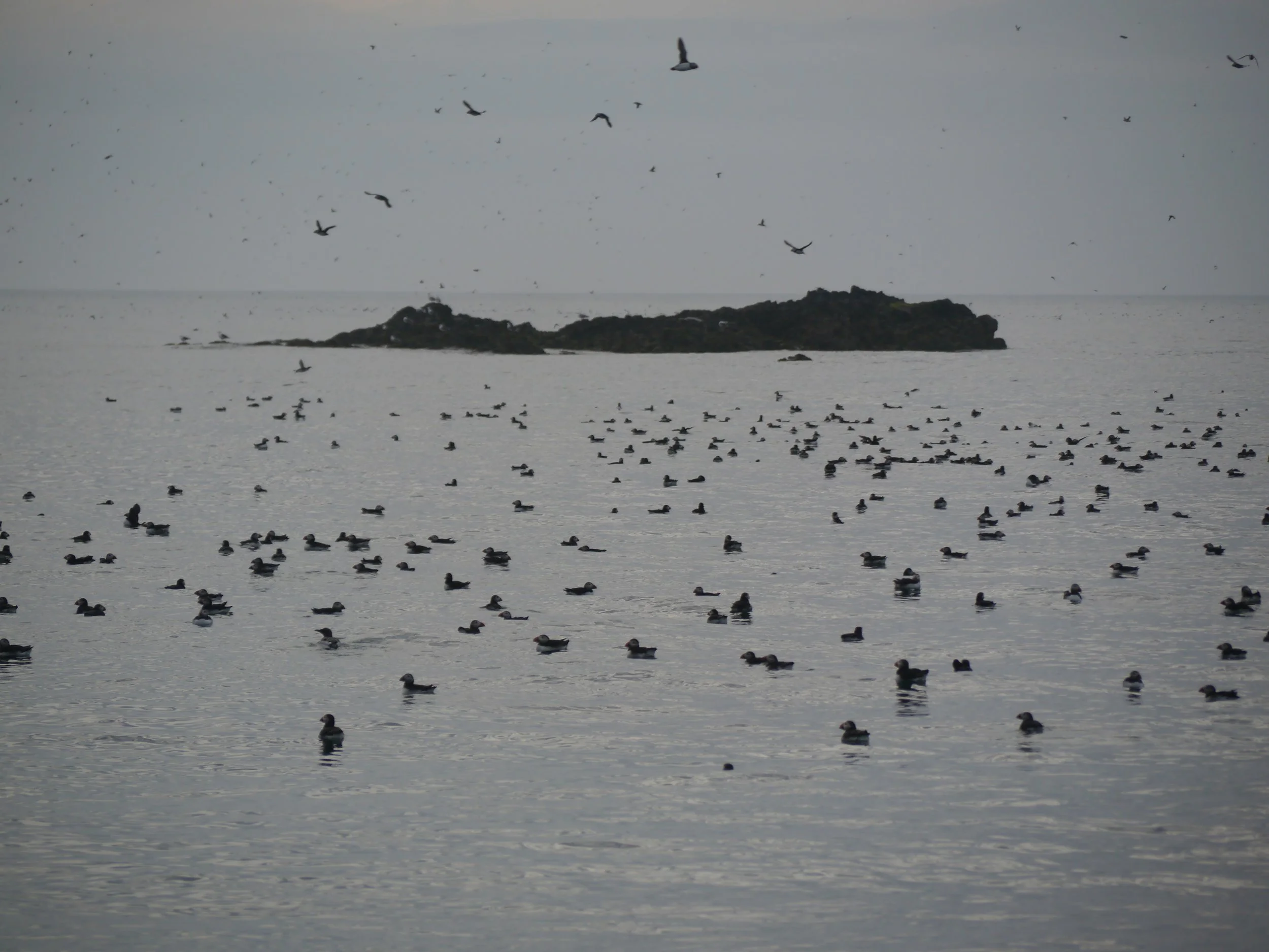 Pembrokeshire Islands Seabird Spectacular Cruise — white heather barn