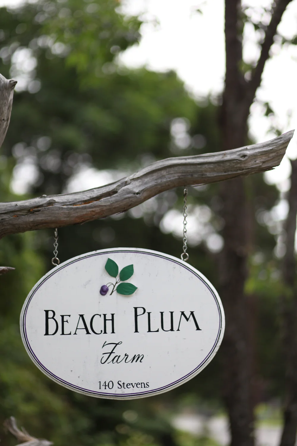 Beach Plum Farm — Louisa's Cafe
