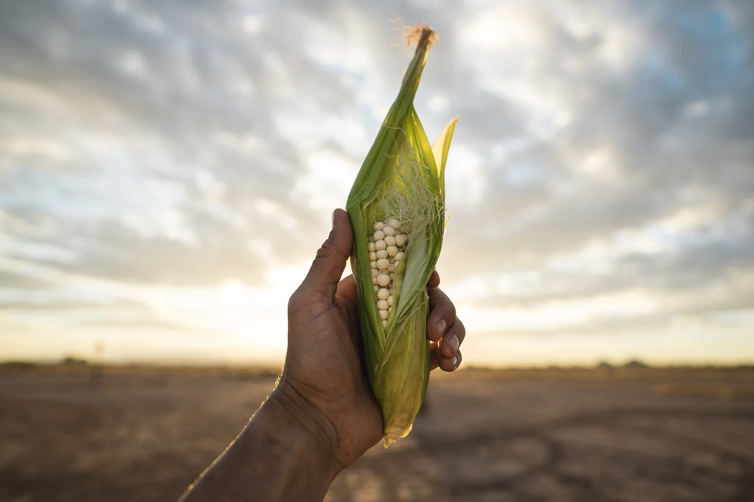 Ancestral Food-Ways — WELLFORCULTURE