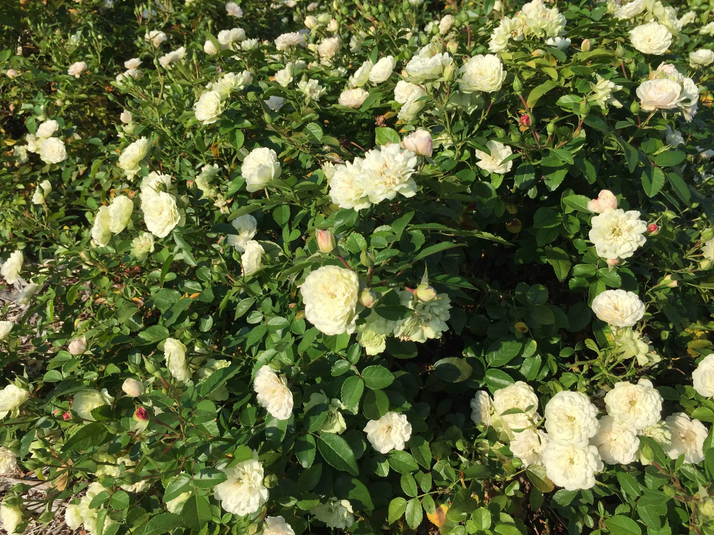 Plants for Dallas - Your Source for the Best Landscape Plant ...