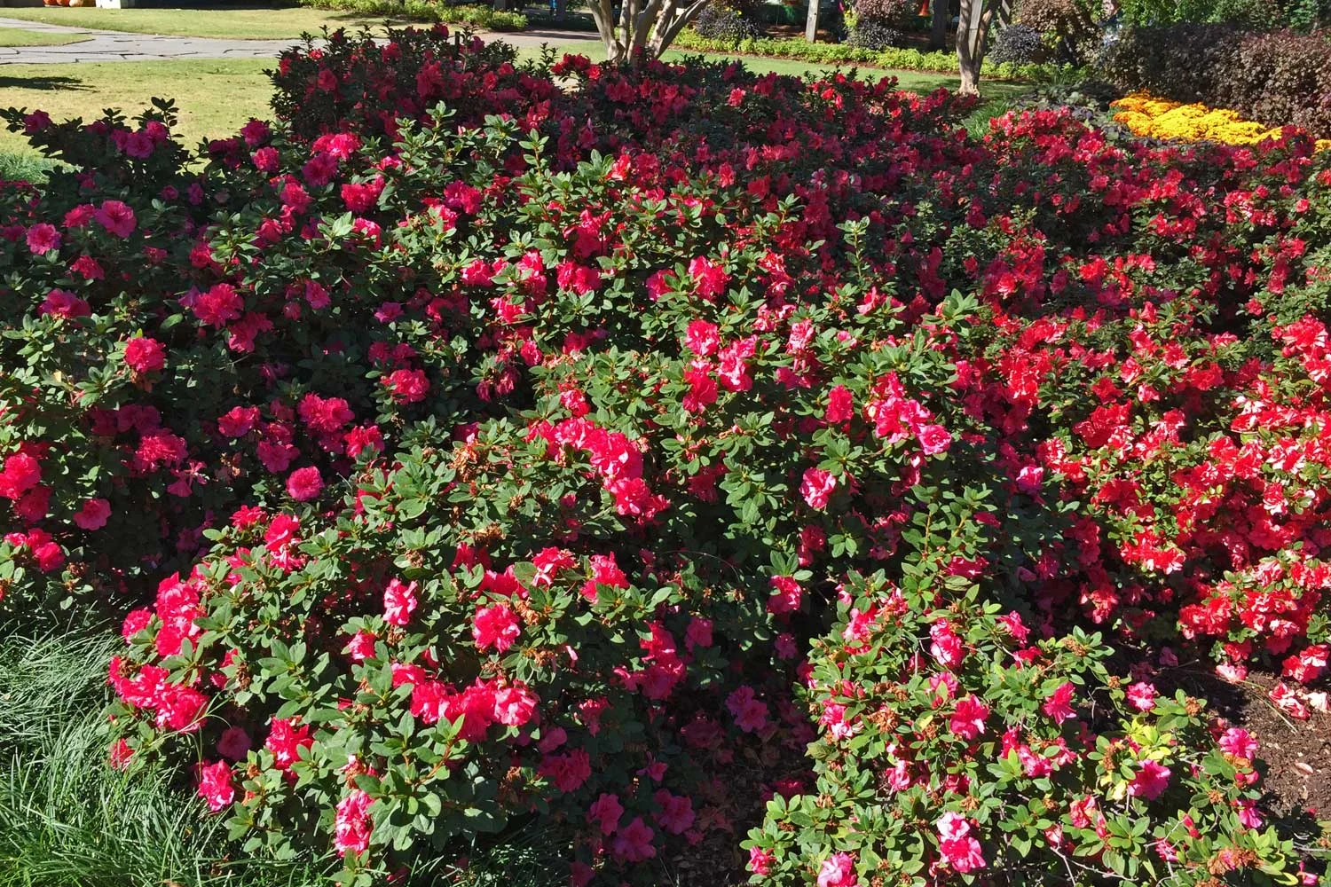 Plants for Dallas - Your Source for the Best Landscape Plant ...